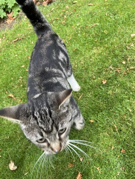 Found A Cat Near Maxima Mc Reindhoven