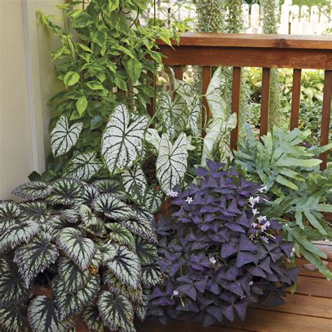 Rex Begonia Growing Guide Garden Gate