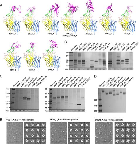 Expression Of Monomeric And Particulate Epitope Scaffolds For The N332