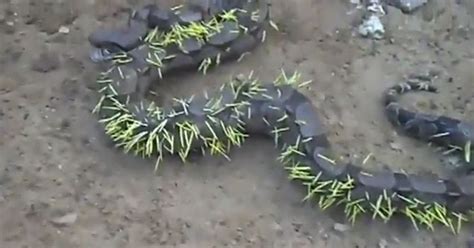 A Python Ate A Porcupine But The Porcupine Had The Last Laugh Wow
