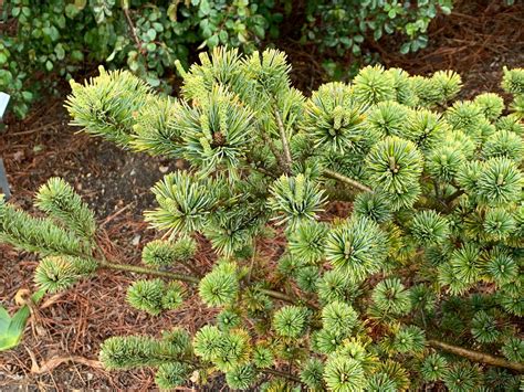 Buy Pinus Parviflora Adcocks Dwarf Dwarf Japanese White Pine — Mr Maple │ Buy Japanese Maple