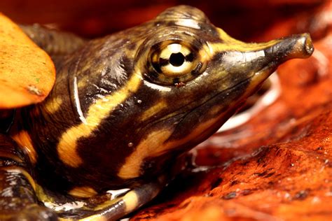 Baby Softshell Turtle 03 By 1ASP1 On DeviantArt