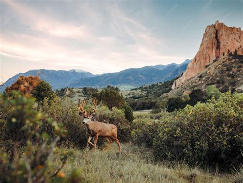 Premium Photo View Of A California Mule Deer On The Grass By Bushes