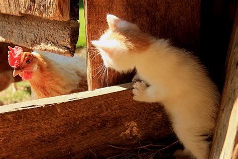 Шпионская история фото