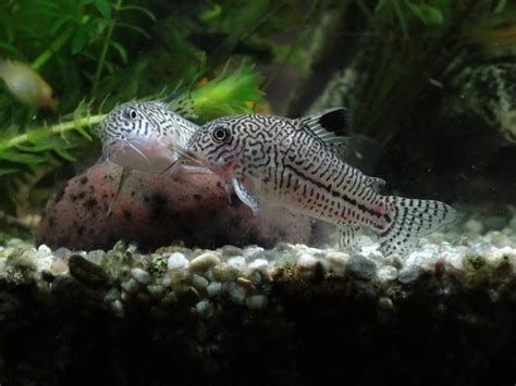 Ultimate Guide To Breeding Cory Catfish Infographic Keeping Catfish