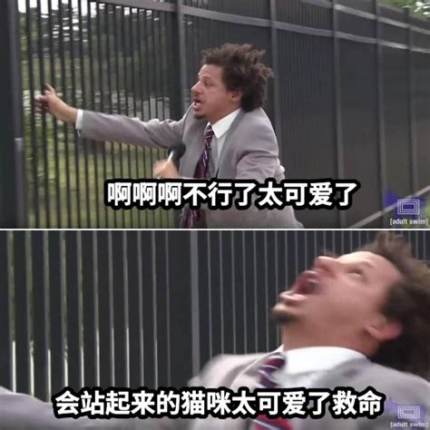 太可爱太可爱会站起来的猫咪太可爱了 网友制作的MEME梗图