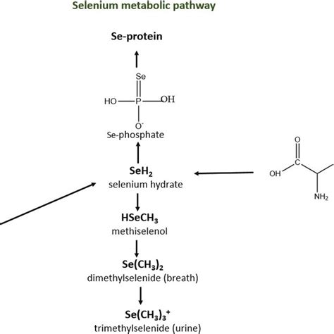 Schematic Representation Of The Main Selenium Metabolic Pathways In