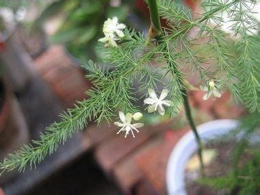 文竹開花你見過嗎 每日頭條