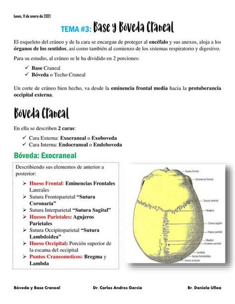 Flashcards De Base Y Bóveda Craneal Por Daniela Ulloa Udocz