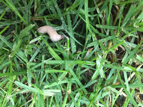 White Slugs On Lawn — Bbc Gardeners World Magazine
