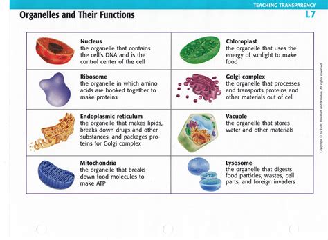 Diagrams Of Organelles Science Scoop With Neha Cell Organel