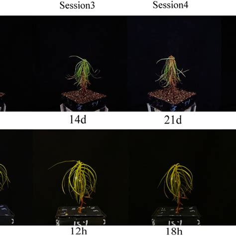 Attention Introduced At 3 Distinct Layers Of Resnet50 And The Structure Download Scientific