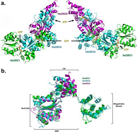 Figures And Data In Structure Of The Active Form Of Human Origin