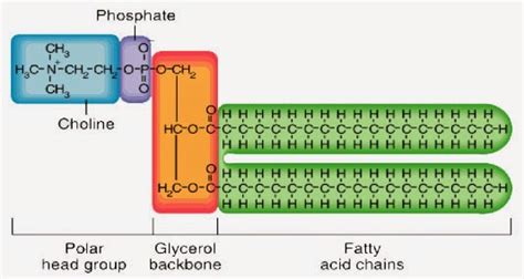 Phospholipid Vs Triglyceride Structure