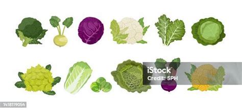 양배추 세트 사보이 흰 양배추 브로콜리 콜리 플라워 케일 및 기타 흰색 배경에 벡터 일러스트 레이 션 꽃 양배추에 대한 스톡