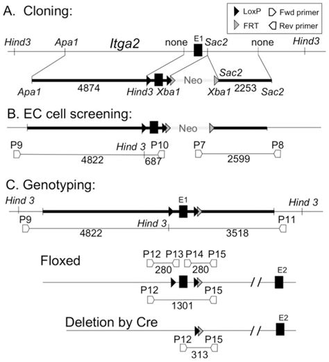A The Targeting Vector Construction Is Depicted Schematically To Show