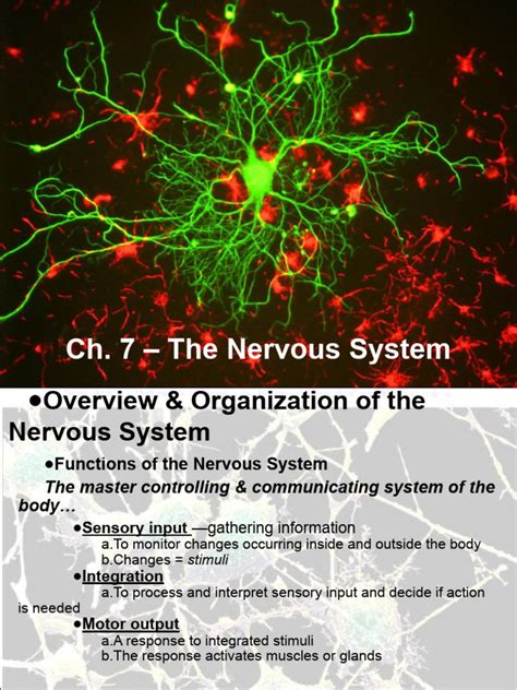 Ch 7 Lecture Nervous System Marieb Pdf Action Potential