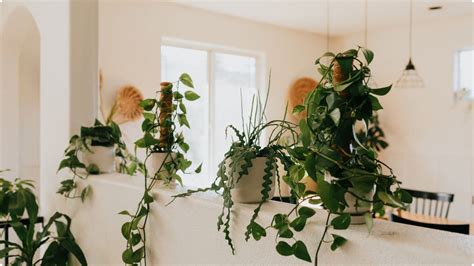 How To Prune A Begonia The Right Way Cafe Planta