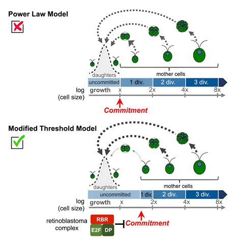 How Green Algae Count Cell Divisions Illuminates Key Step Needed For
