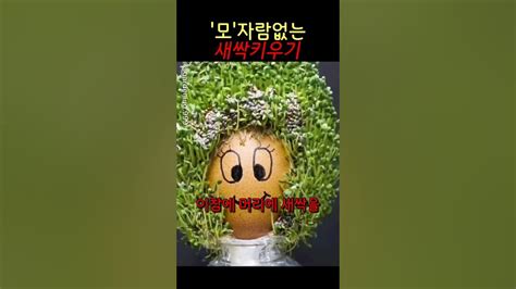 새싹 키우는 새로운 방법 Youtube