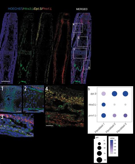 Figure S11 Fibroblast 1 Cluster Cells Are Largely Found Beneath Skin Download Scientific