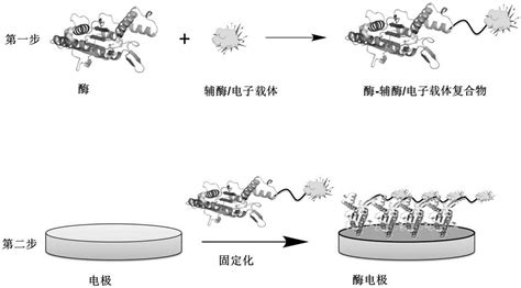一种酶电极生物传感器及其制备方法和用途与流程