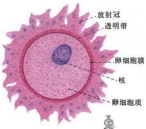 甲硅环图册 360百科