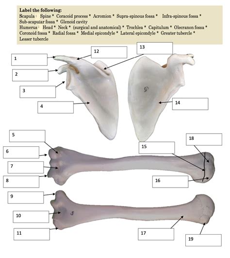 Solved Label The Following Scapula Spine Coracoid