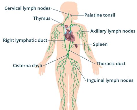 Lymph Nodes Locations Women Cancer And The Lymphatic System