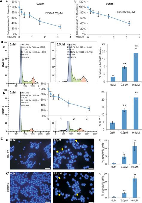 Mbz Effectively Inhibits Cell Proliferation And Cell Cycle Progression
