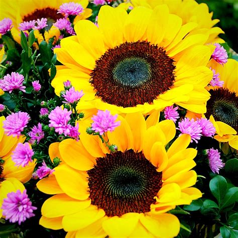 Beautiful Summer Flowers