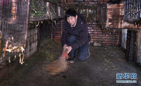飞鼠托起乡亲致富梦 四川在线