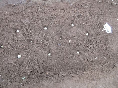 ニンニクの追加植え付け準備 ISAZY菜園