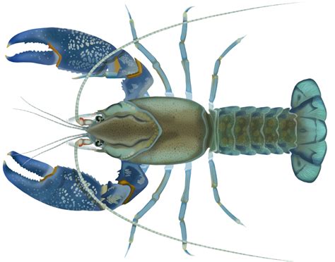 Common Yabby Cherax Destructor Marinewise