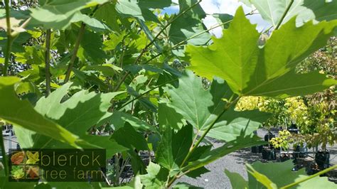 Platanus Acerifolia London Plane Blerick Tree Farm