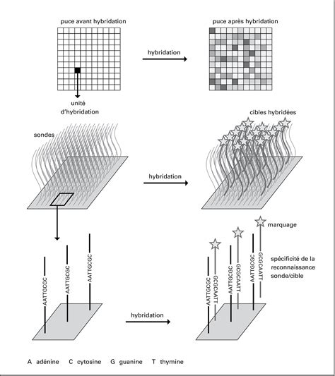 Puces À Adn Et Laboratoires Sur Puce Encyclopædia Universalis