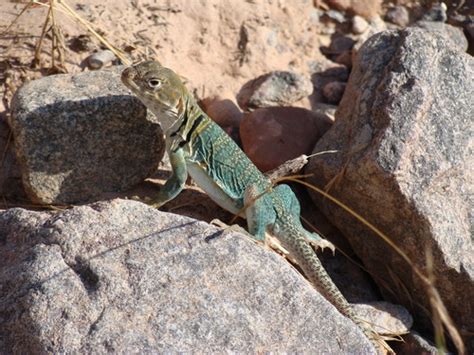 Herps Flashcards Quizlet