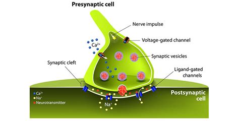 Neurotransmitter Testing Hormone Replacement Therapy Erectile Dysfunction Age Management