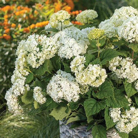 Hydrangea Arborescens Flowerfull™ White Flower Farm