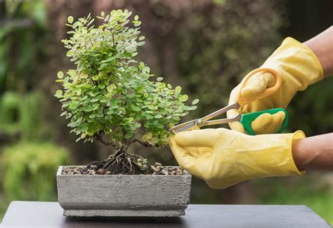 How To Trim A Bonsai Tree Learn How The Plant Bible