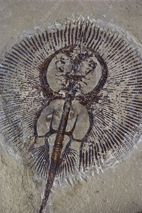 Fossil Stingray Stock Image C009 2408 Science Photo Library