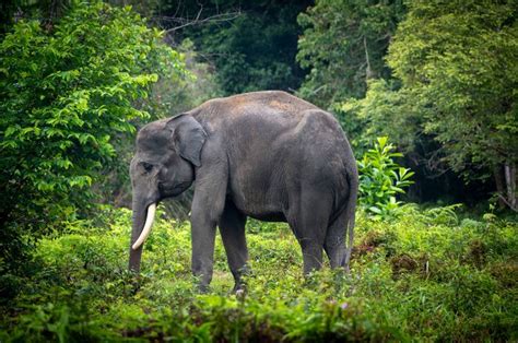 Antara Gajah Hutan Dan Kehidupan Yang Perlu Diselamatkan National Geographic