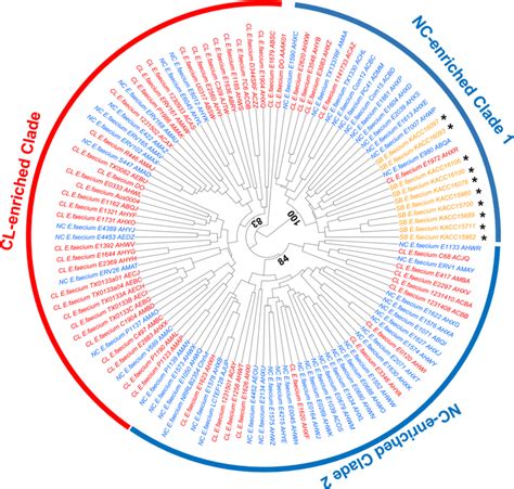 Hierarchical Clustering Of The 113 E Faecium Strains Used In This Download Scientific Diagram