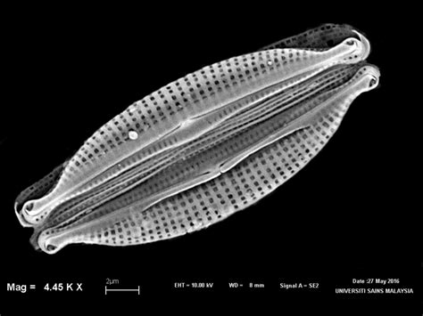 6 Questions With Answers In Microphytobenthos Science Topic