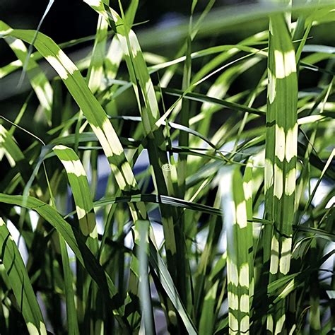 Miscanthus Sinensis Zebrinus Zebra Grass Zebrinus Tray Of 72