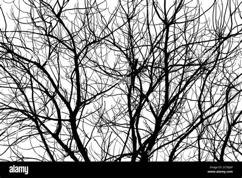 Tree Branches Outline Of Branches Is An Abstract Background Stock