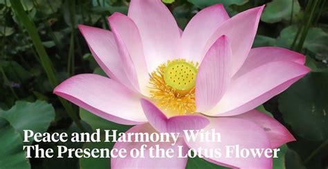 Lotus Flower The Special Meaning Symbolism And Influence Over The Ye