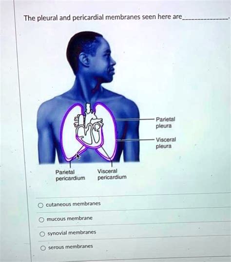 Solved The Pleural And Pericardial Membranes Seen Here Are Parietal Pleura Visceral Pleura