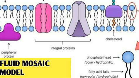 The Fluid Mosaic Model For The Structure Of The Plasm