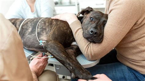 What Are The Signs Of Liver Failure In Dogs